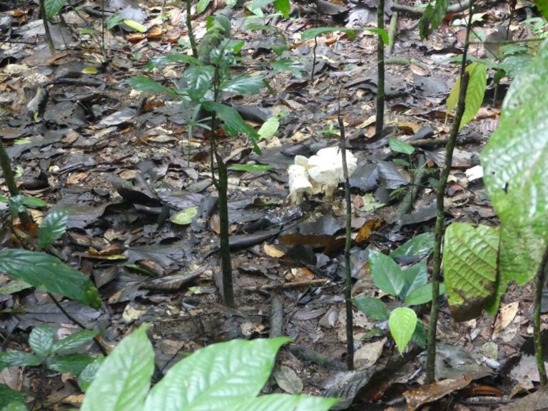 Moon mushrooms at the Royal Belum State Park in Malaysia - Bushguide 101