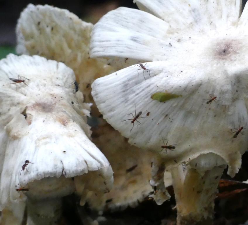 Moon mushrooms at the Royal Belum State Park in Malaysia - Bushguide 101