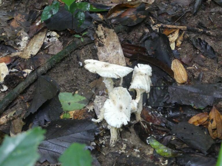 Moon mushrooms at the Royal Belum State Park in Malaysia - Bushguide 101
