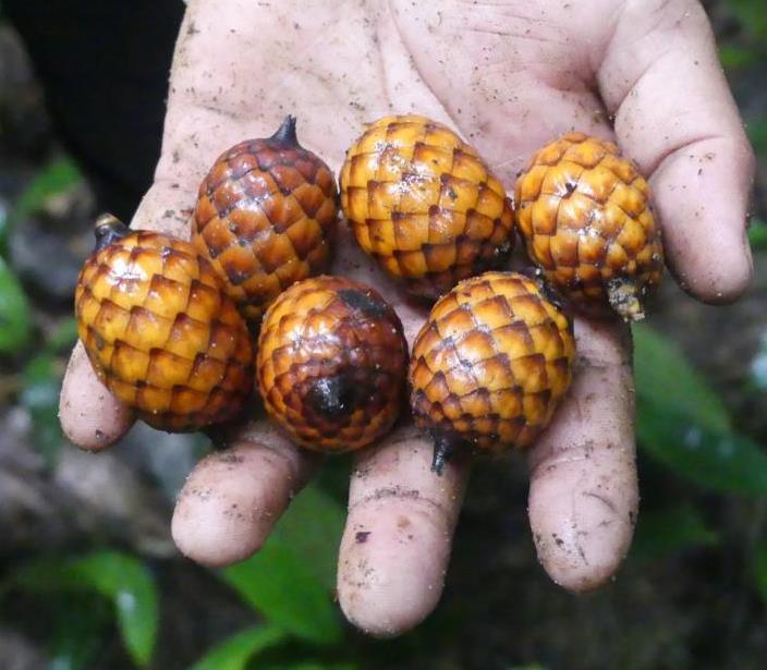 Rattan palm fruits in Perak’s jungles - Bushguide 101