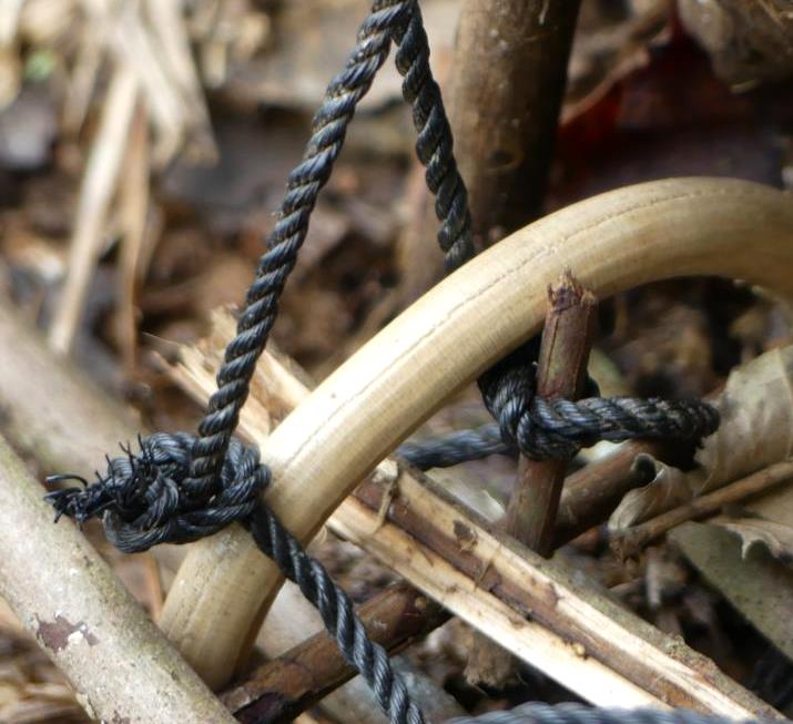 Orang Rimba spring pole snare traps - Bushguide 101