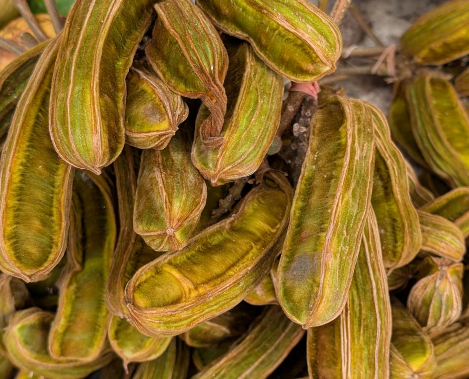 Inga edulis, the Ice Cream Bean - Bushguide 101