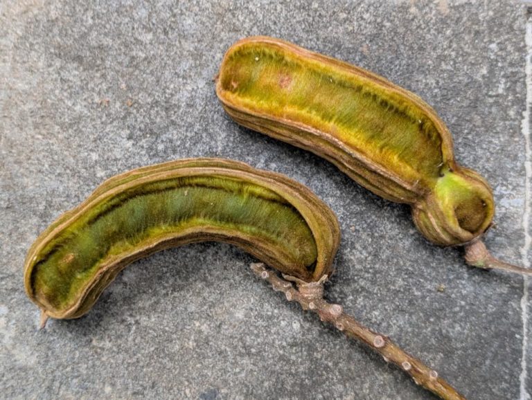 Inga edulis, the Ice Cream Bean - Bushguide 101