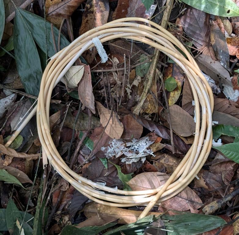 Rattan: Flexible raw material from the forests - Bushguide 101