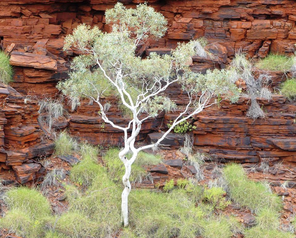 Ghost Gum Trees at the Karijini National Park in Western Australia ...