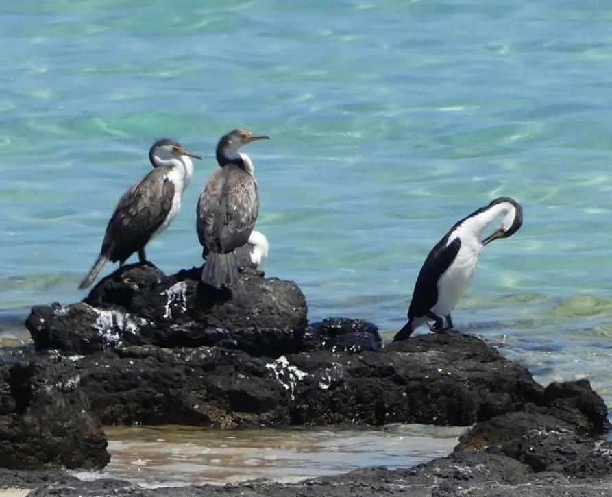 Traditional Malgana Food: Pied Cormorant Eggs from Shark Bay ...